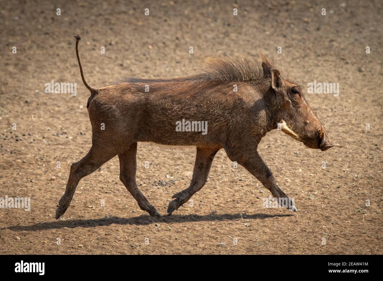 Ground warthog hi-res stock photography and images - Alamy