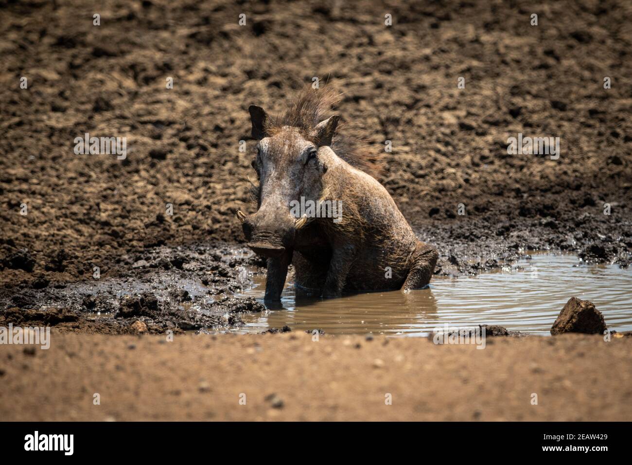 Common warthog sitting in mud at waterhole Stock Photo - Alamy