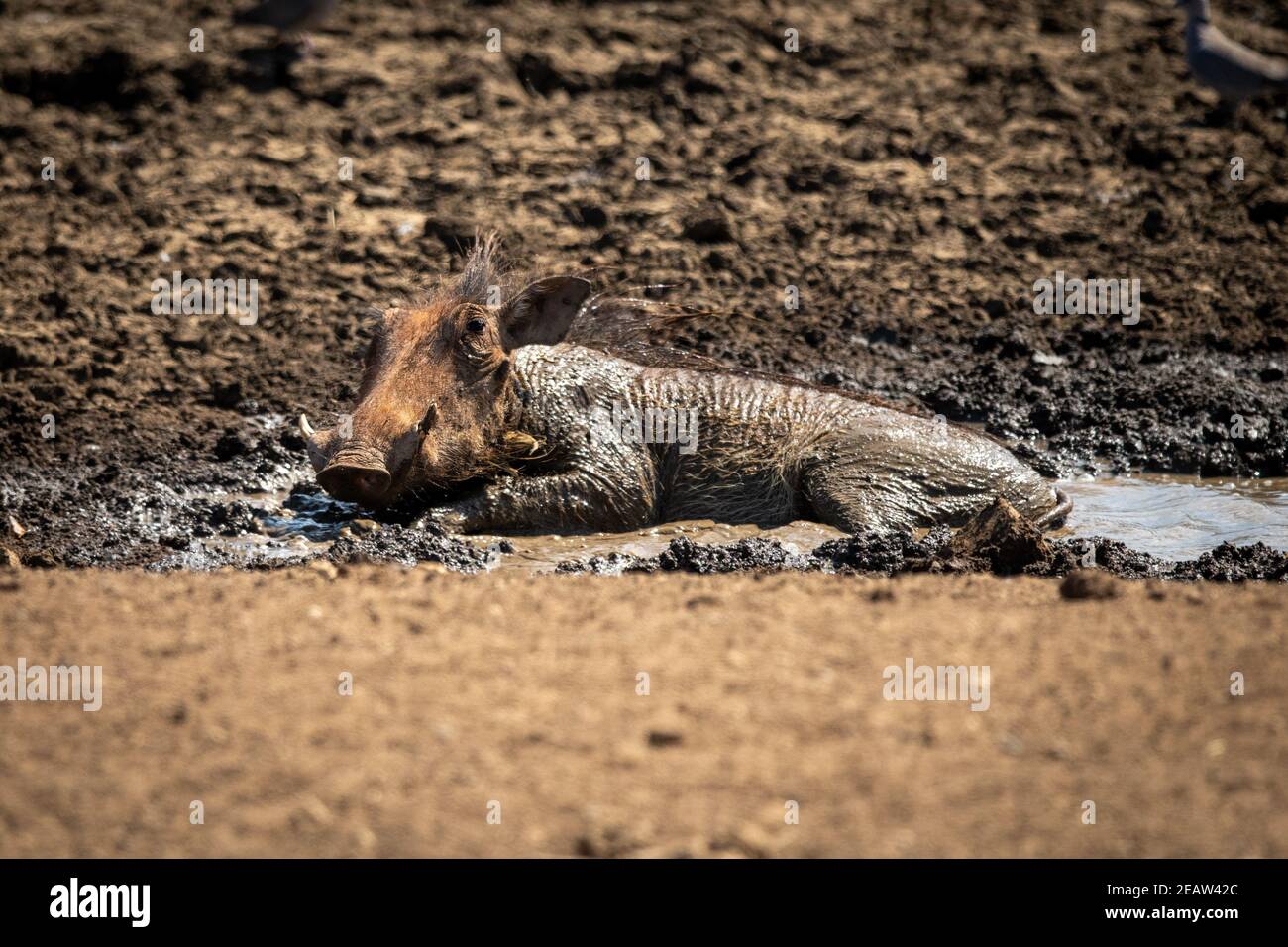 Common warthog lies in mud at waterhole Stock Photo - Alamy