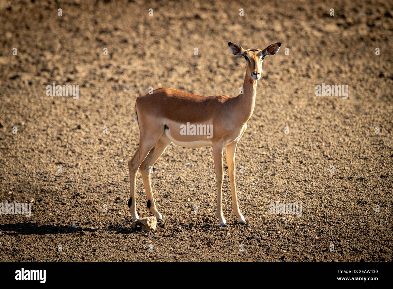 Female common impala standing in rocky pan Stock Photo - Alamy