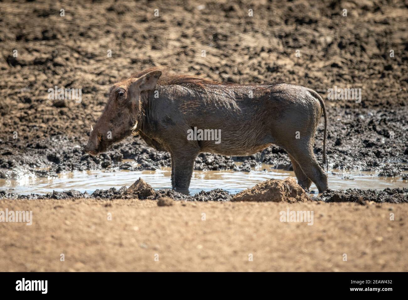 Warthog profile hi-res stock photography and images - Alamy