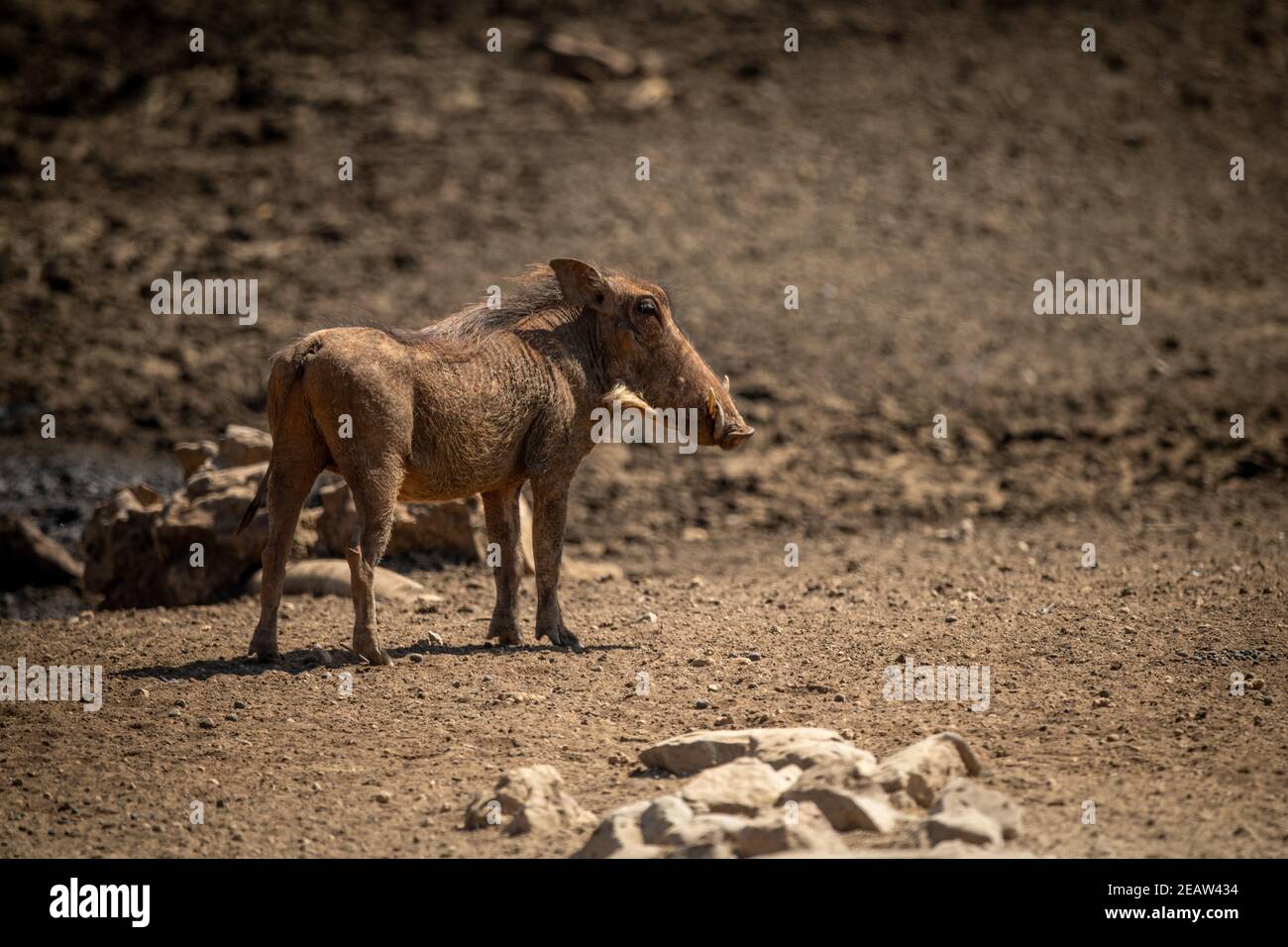 Warthog head hi-res stock photography and images - Alamy