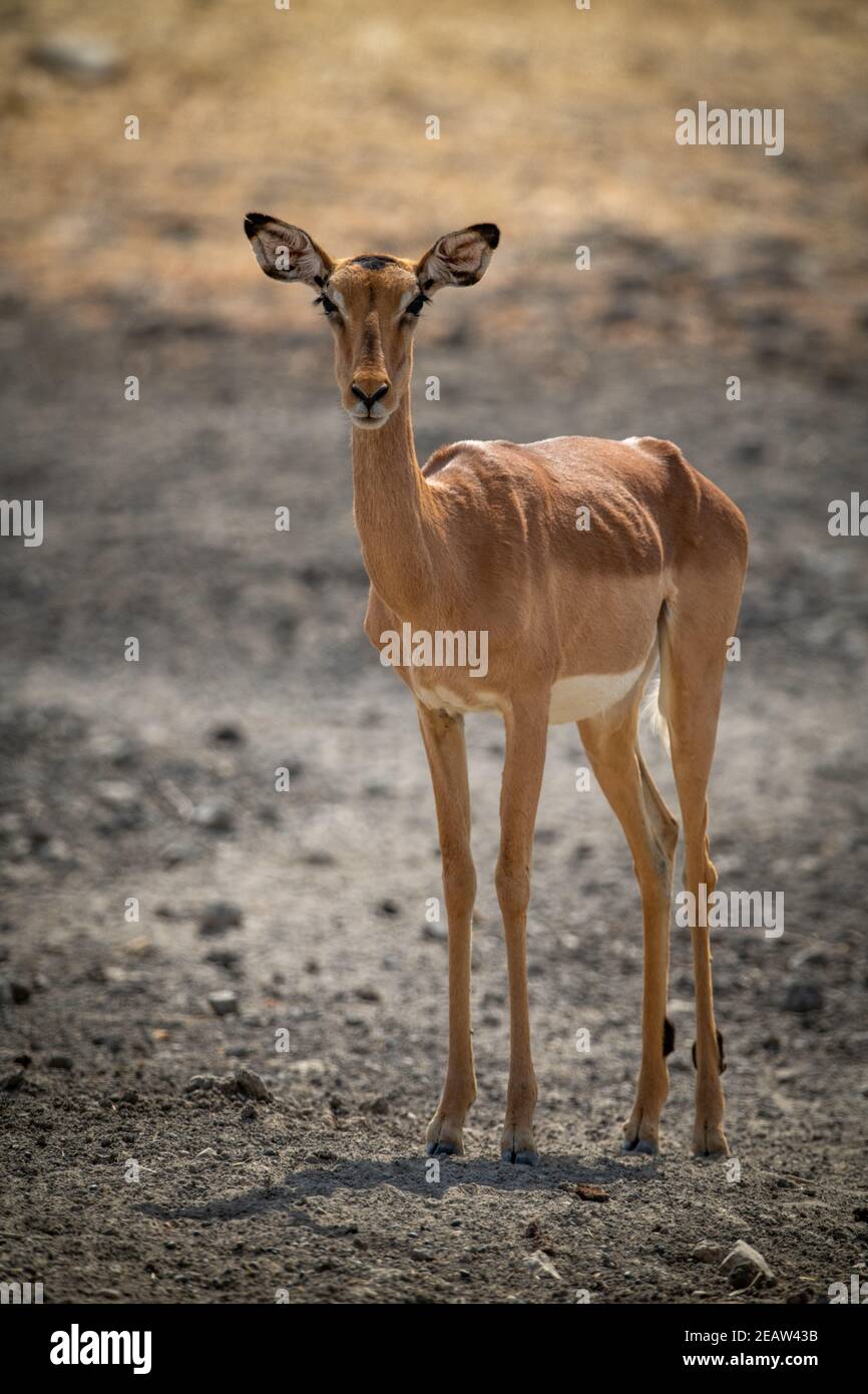 Female common impala stands staring at camera Stock Photo - Alamy