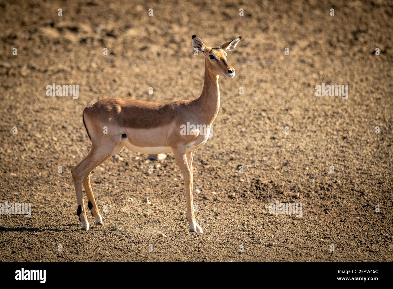Female common impala stands on rocky pan Stock Photo - Alamy