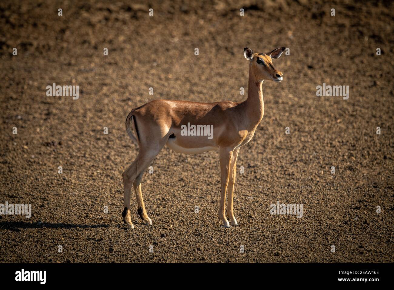 Female common impala standing in bright sunshine Stock Photo - Alamy