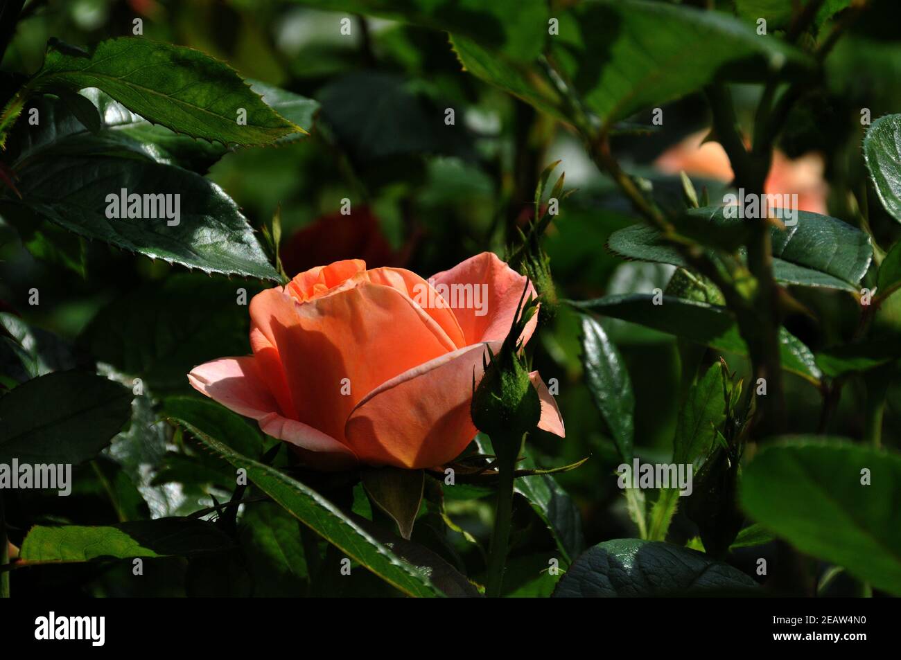 Red rose blossom bush hi-res stock photography and images - Alamy