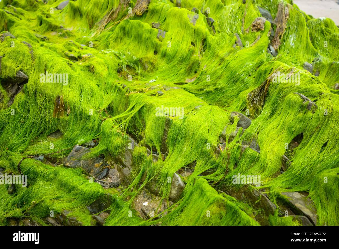 Green algae closeup hi-res stock photography and images - Alamy