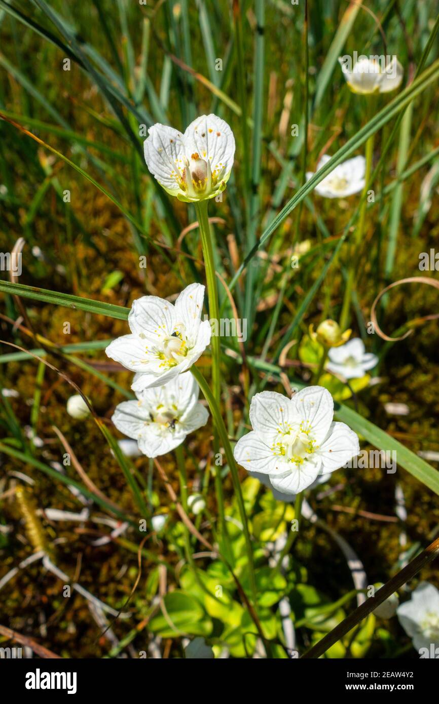 Marsh grass of parnassus parnassia palustris hi-res stock photography ...