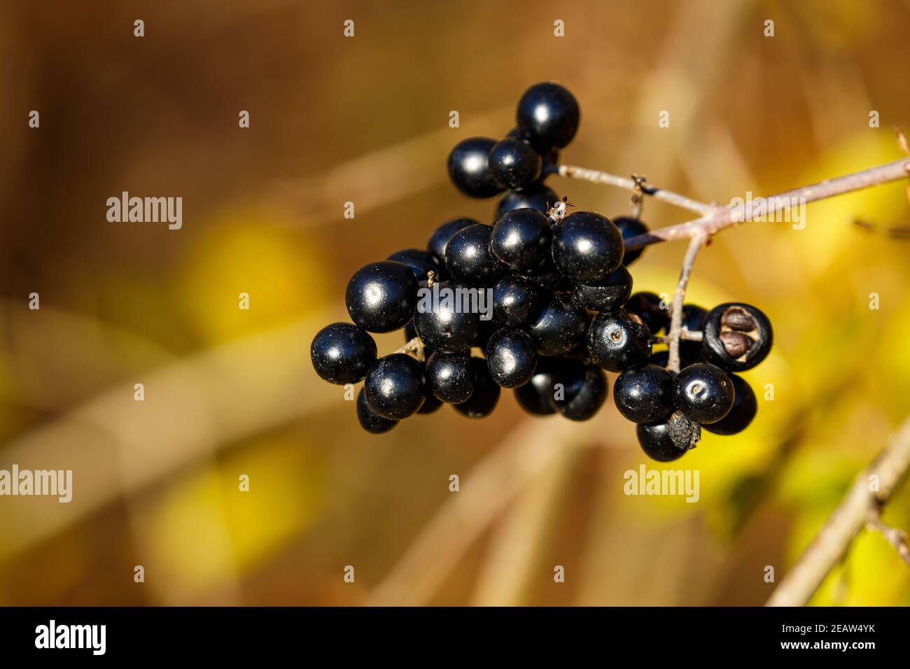 Black fruit hi-res stock photography and images - Alamy