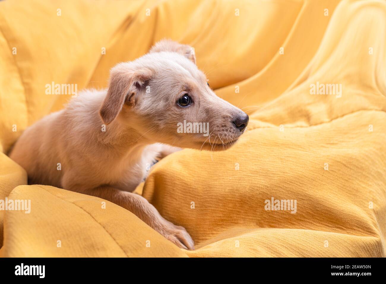 little cute mongrel puppy with light brown fur lies on a large yellow ...