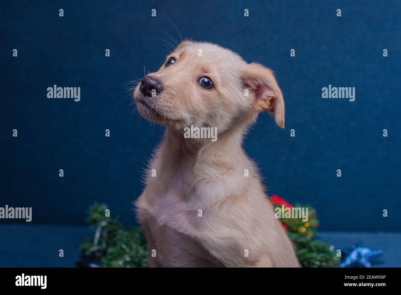 portrait of a funny cute little beautiful mongrel puppy with light ...
