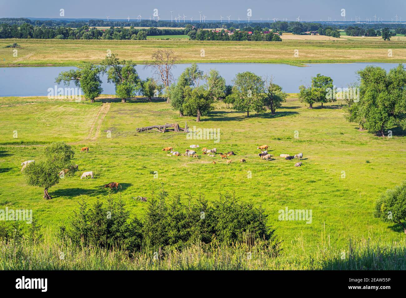 Cattle border hi-res stock photography and images - Alamy