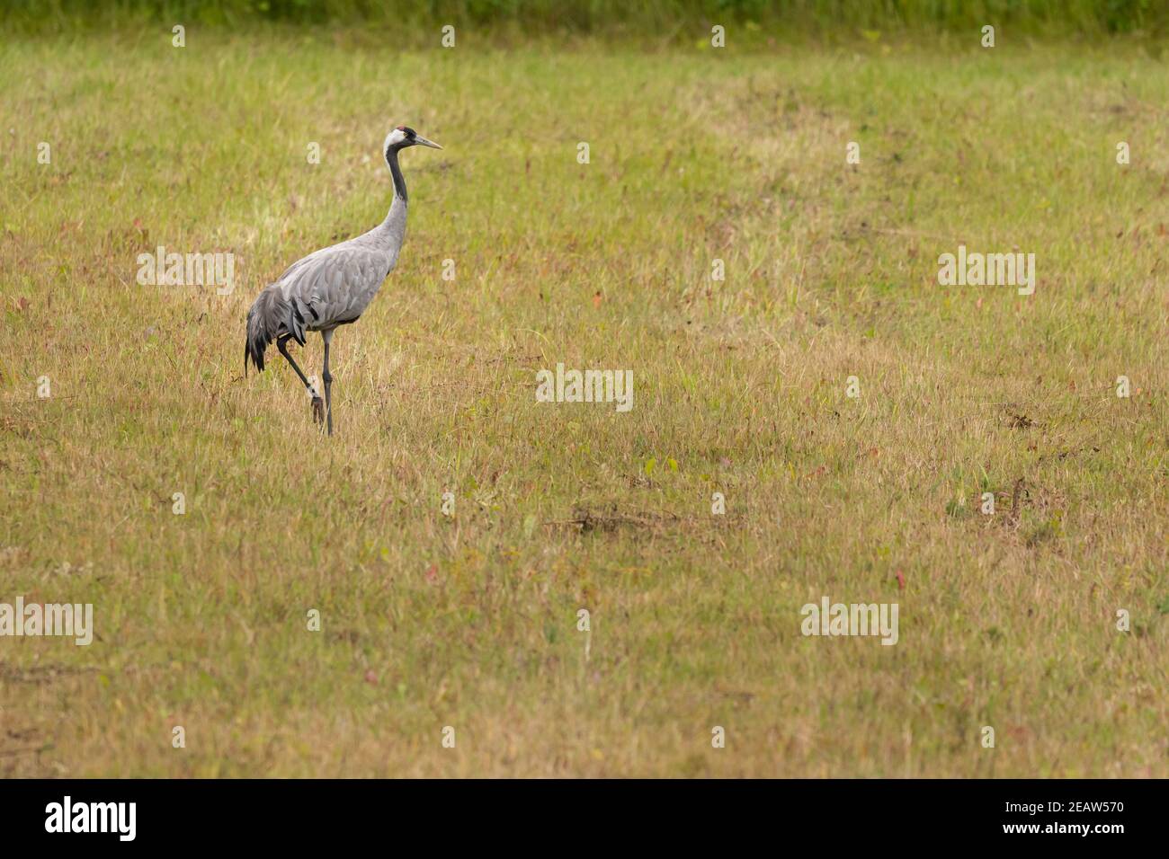 Wildlife crane hi-res stock photography and images - Alamy