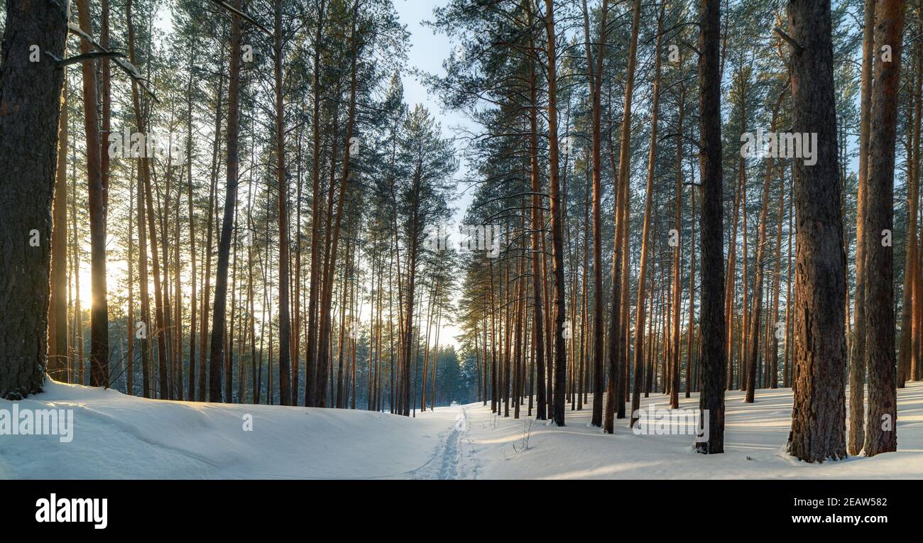 Winter landscape in a pine forest. The path in the snow goes into the ...