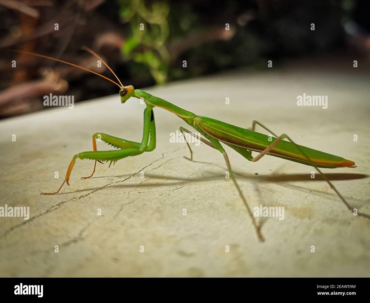 Mantis texture hi-res stock photography and images - Alamy