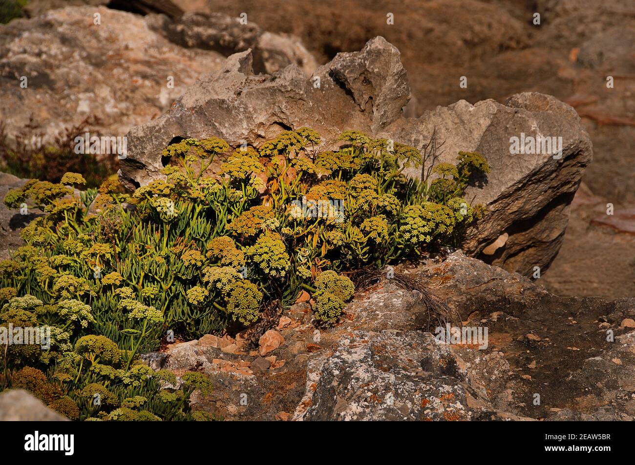 Menorca rocks hi-res stock photography and images - Alamy
