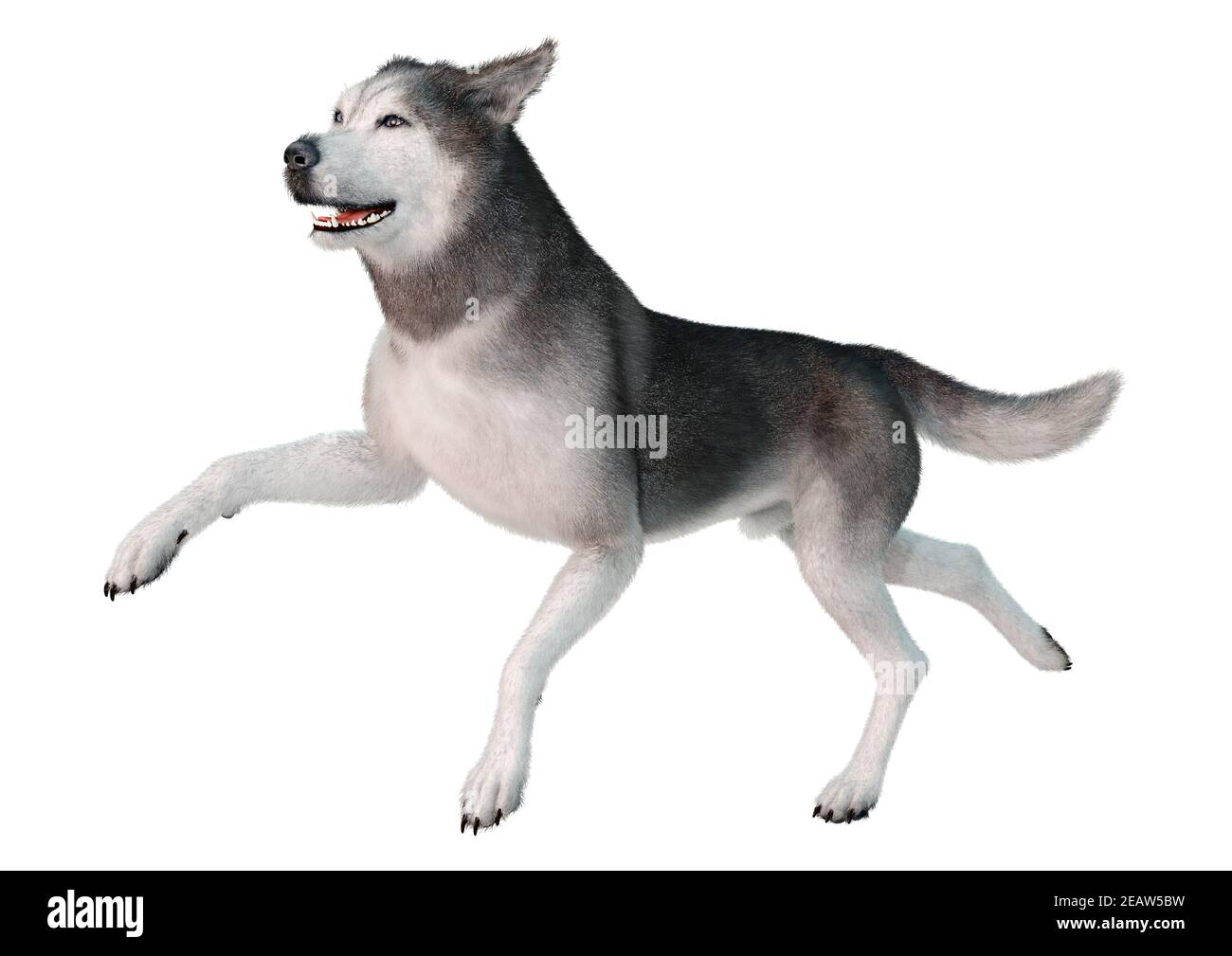 3D Rendering Siberian Husky on White Stock Photo - Alamy