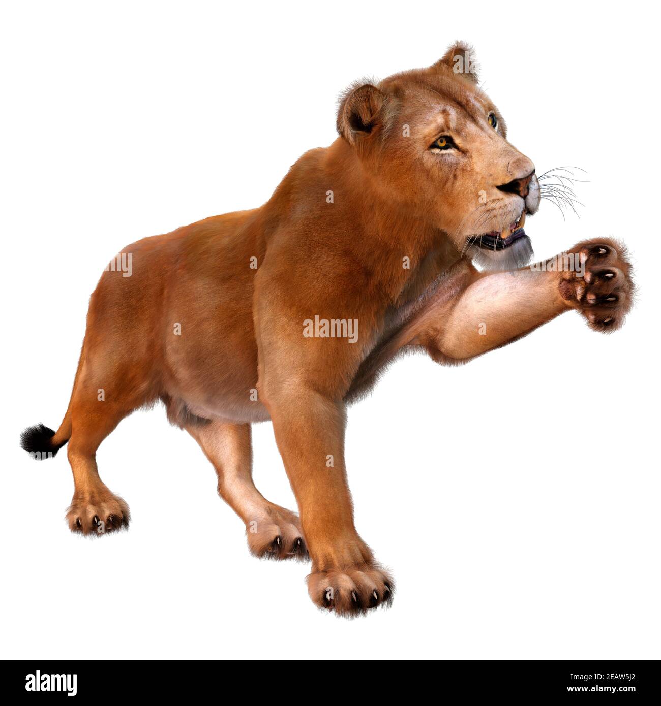 Female lion on hi-res stock photography and images - Alamy