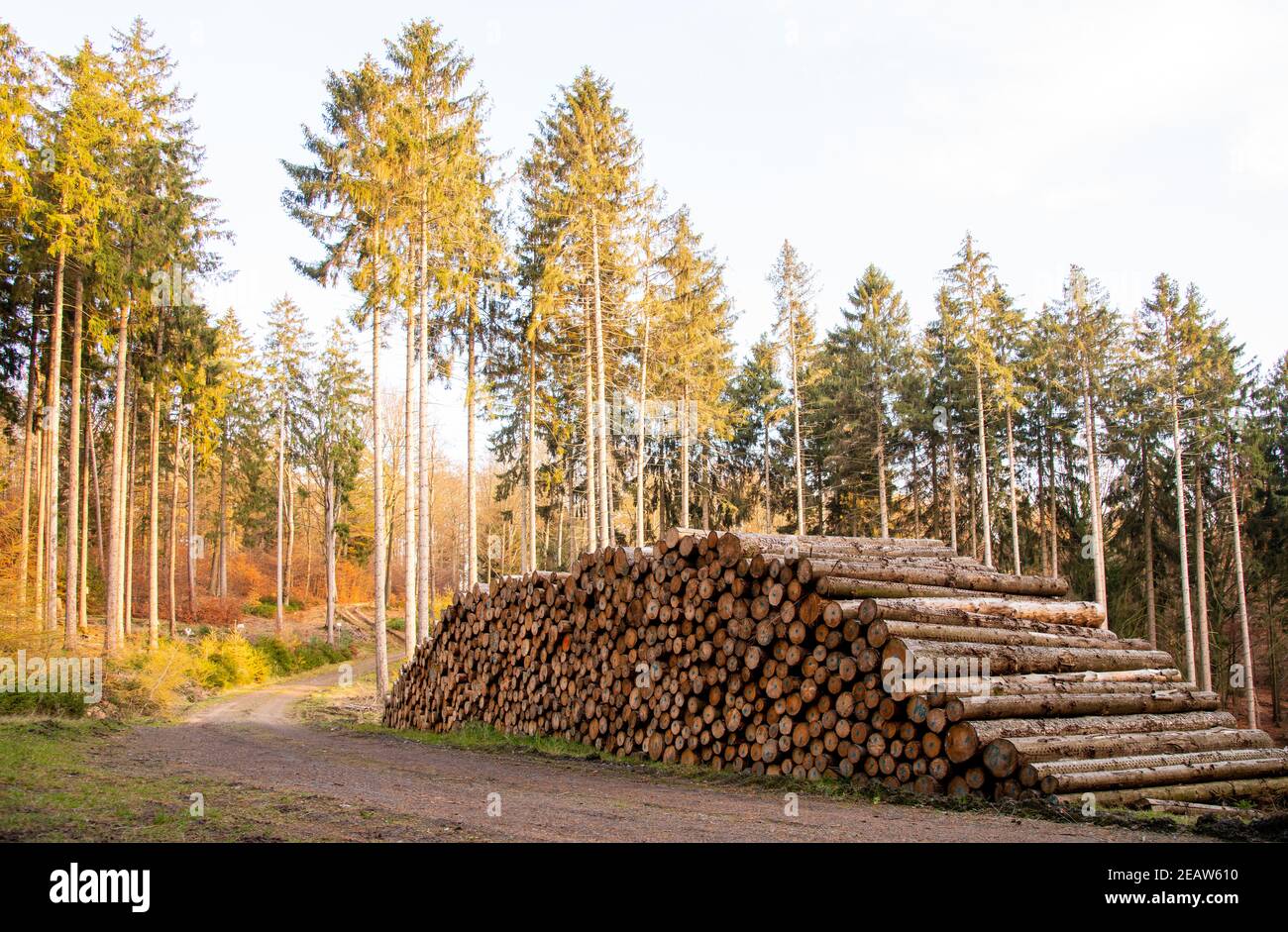 dried up trees are cut down Stock Photo - Alamy