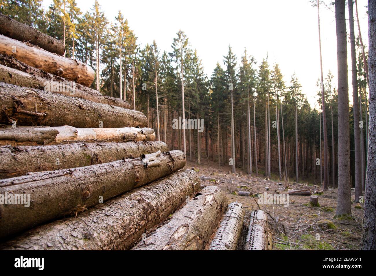 dried up trees are cut down Stock Photo - Alamy