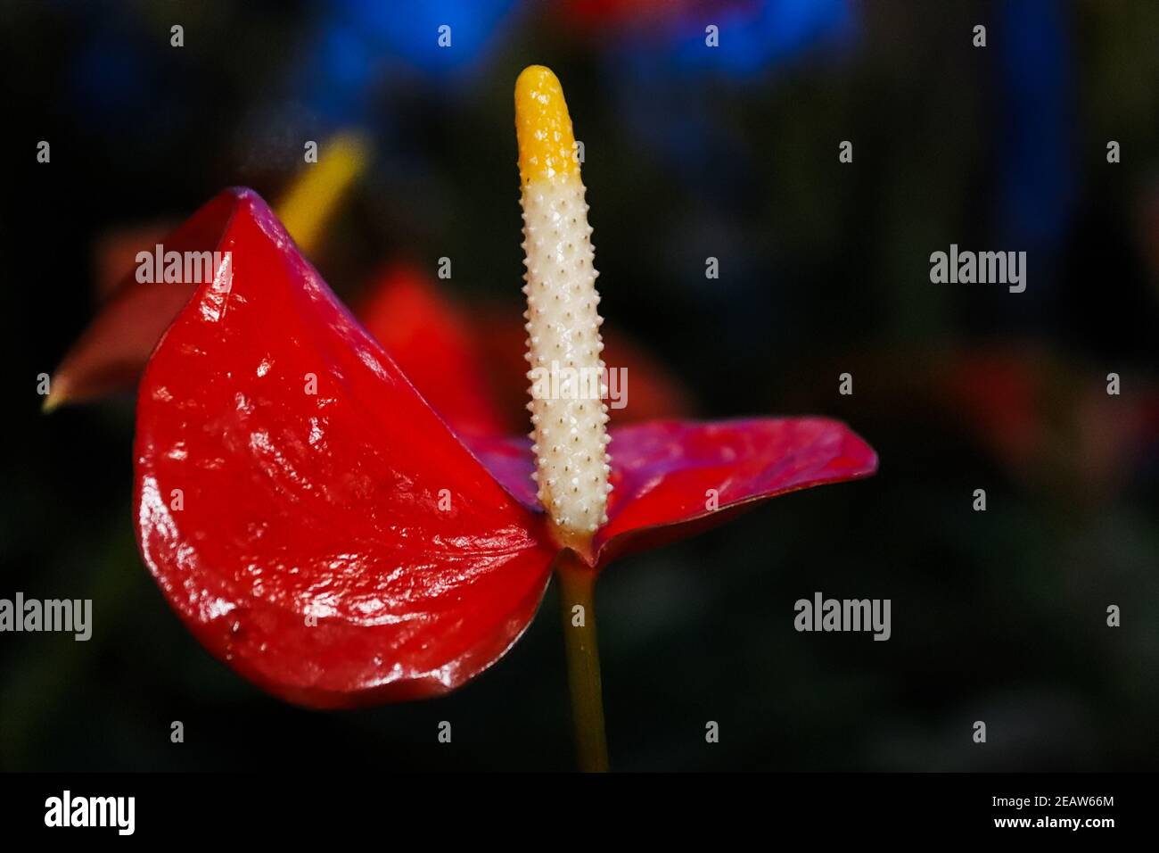Spadix spathe High Resolution Stock Photography and Images - Alamy