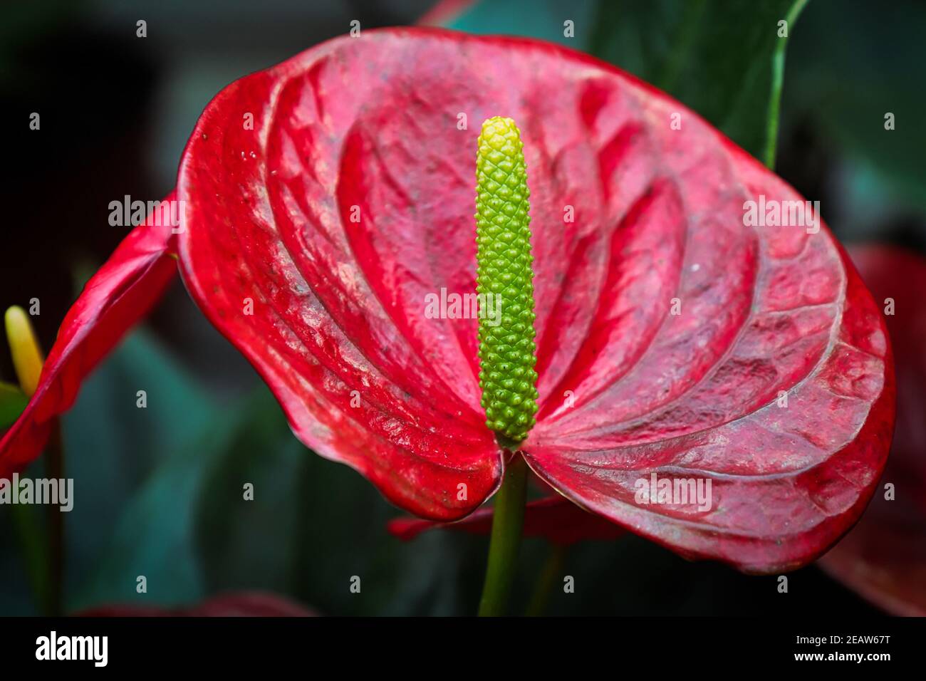 Laceleaf anthurium hi-res stock photography and images - Alamy