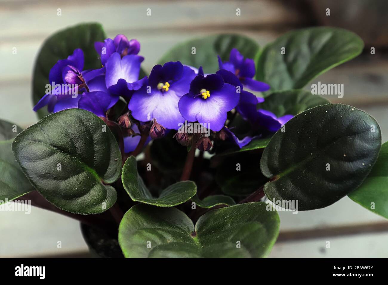 Side view of blue and white flowering african violets Stock Photo - Alamy
