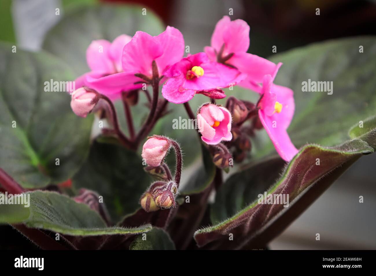 Violet spike hi-res stock photography and images - Alamy