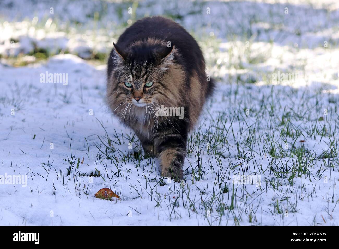 A female Norwegian Forest Cat running through the snow in winter Stock ...