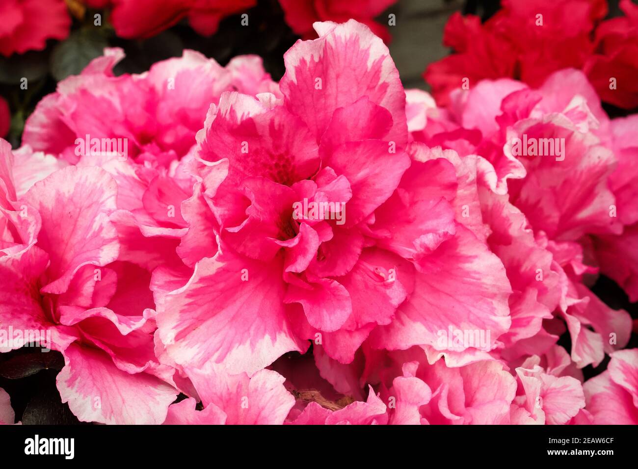 Perennial shrub growing hi-res stock photography and images - Alamy