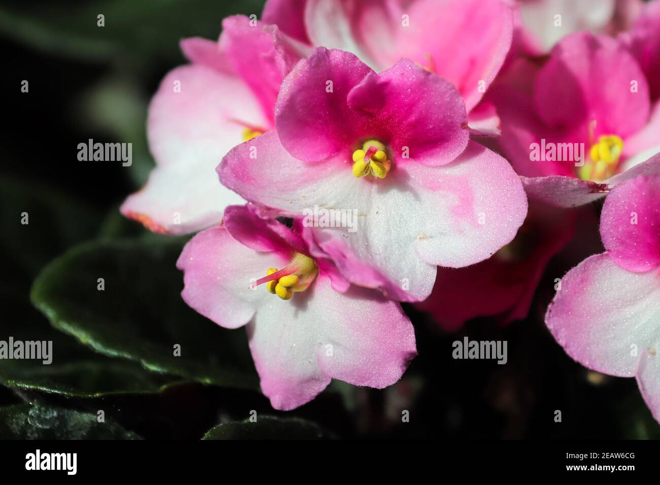 Macro of pink and white african violet flowers Stock Photo - Alamy
