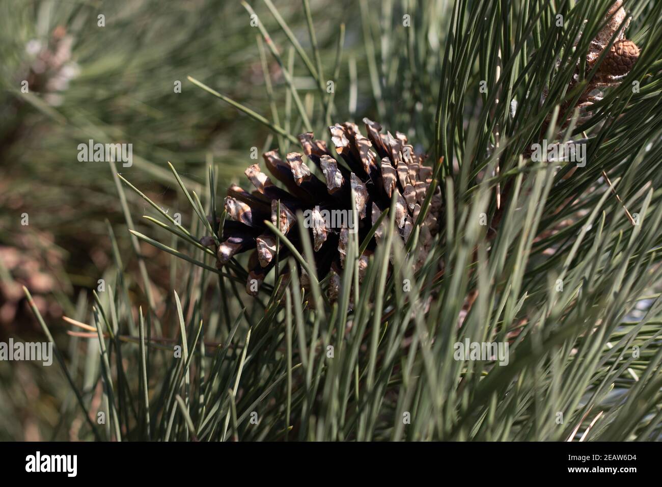 Tree trunk side angle hi-res stock photography and images - Alamy
