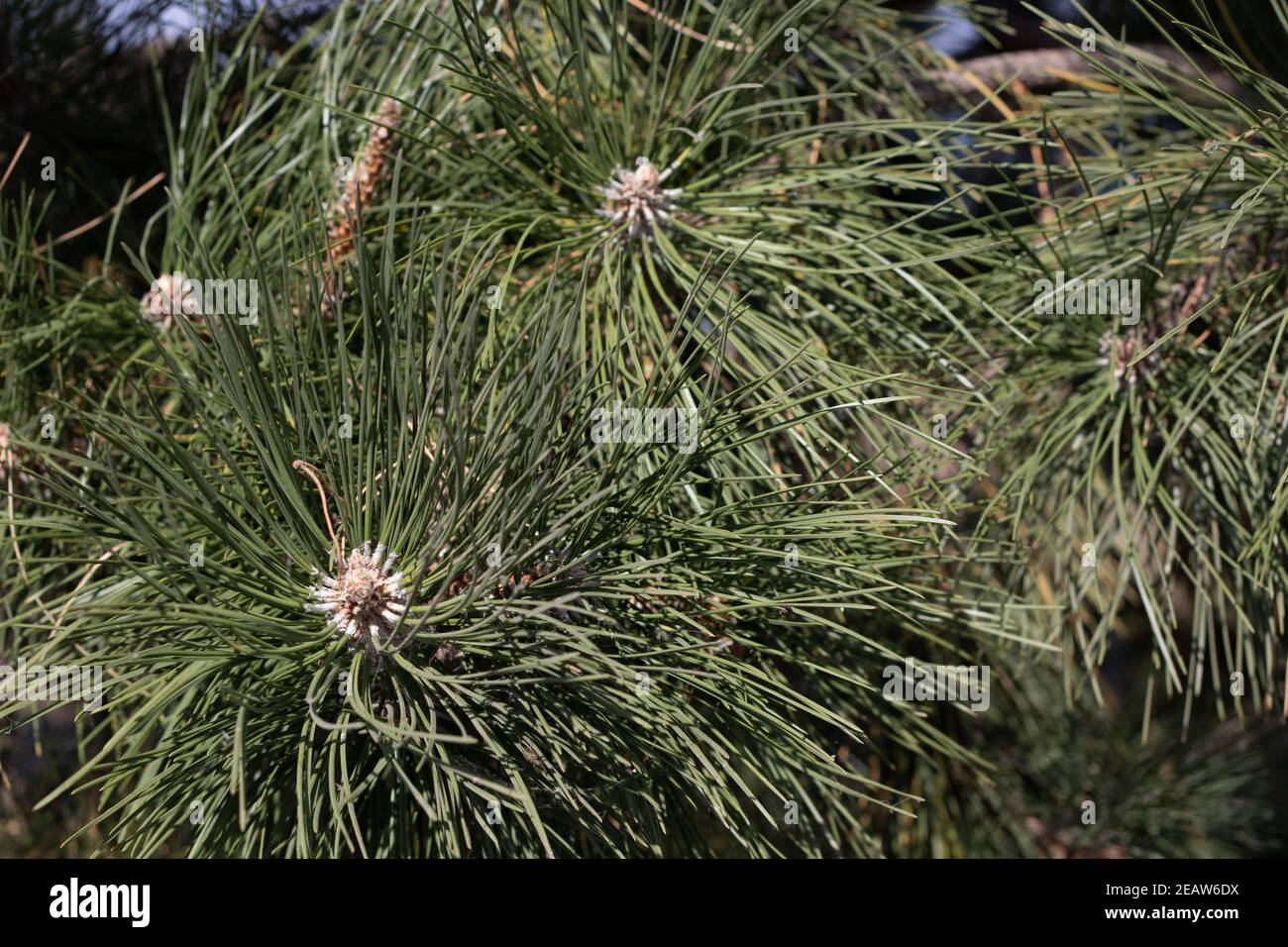 Side Angle view of Pine tree Branches Stock Photo - Alamy