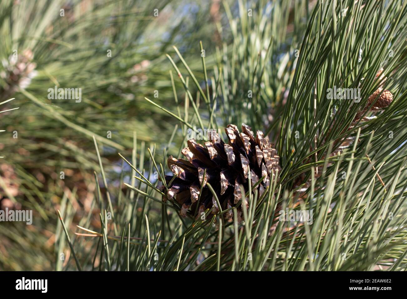 Tree trunk side angle hi-res stock photography and images - Alamy