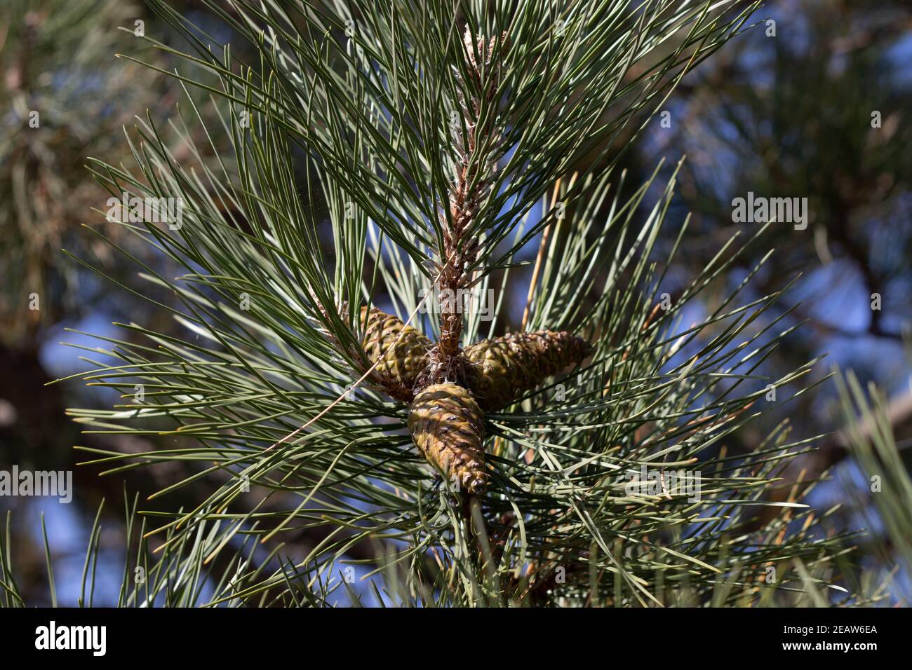 Tree trunk side angle hi-res stock photography and images - Alamy