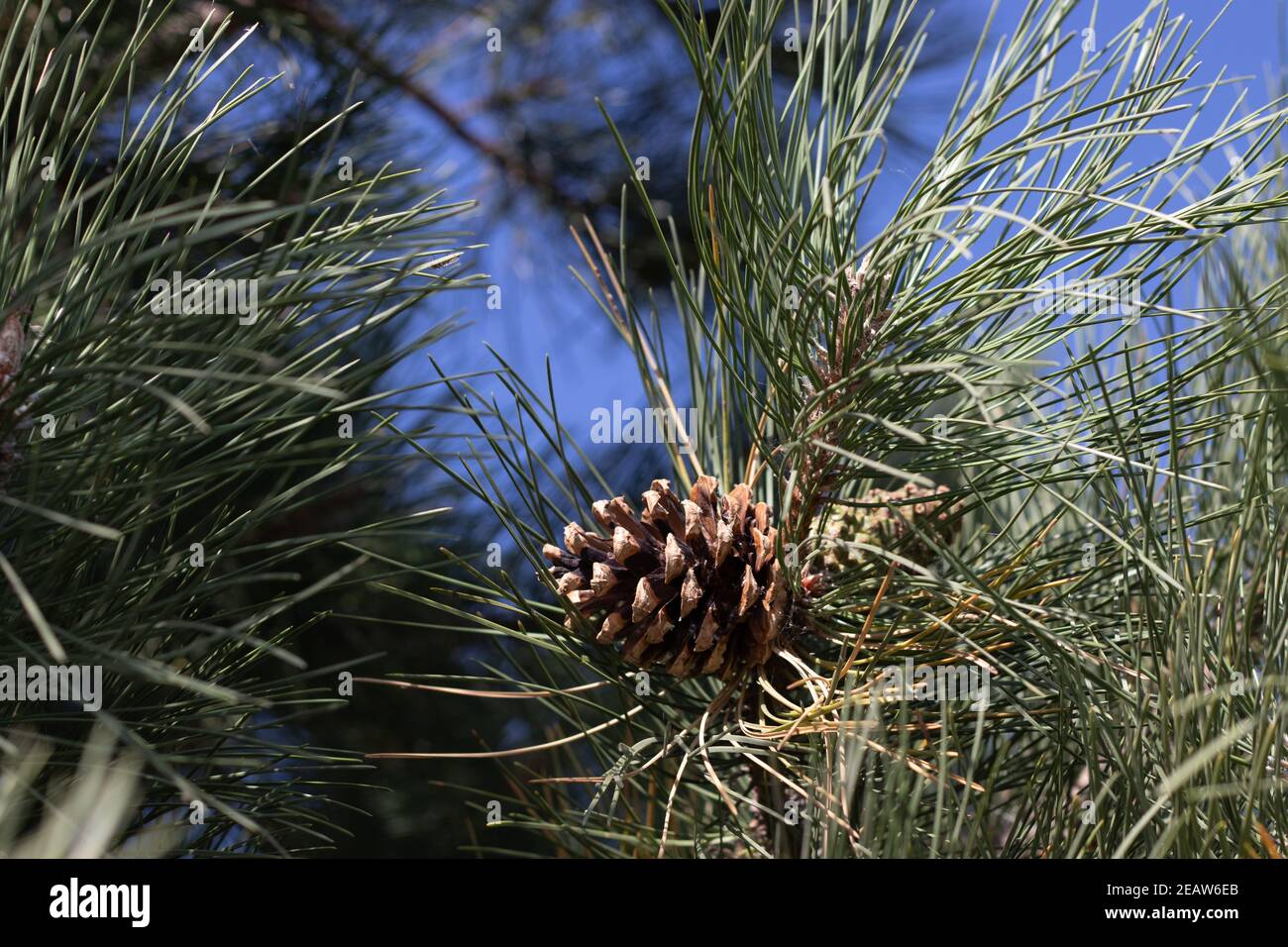 Cone of tree hi-res stock photography and images - Alamy
