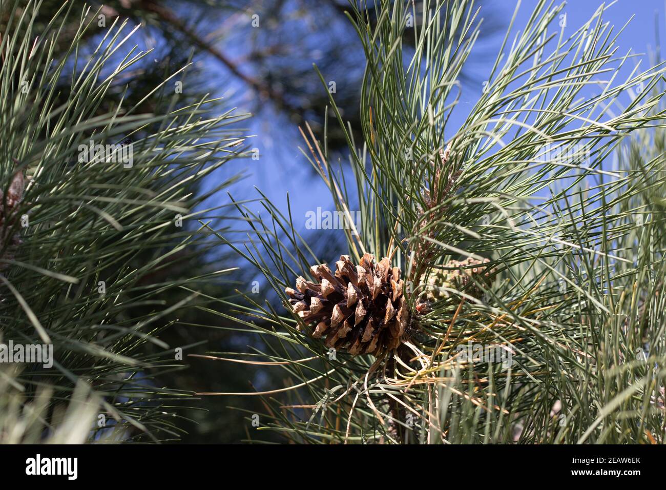 Tree trunk side angle hi-res stock photography and images - Alamy