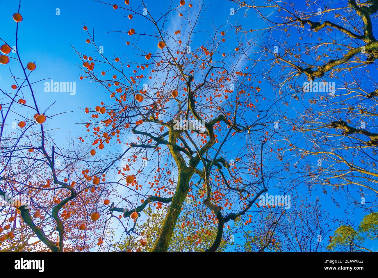 Persimmon flower hi-res stock photography and images - Alamy
