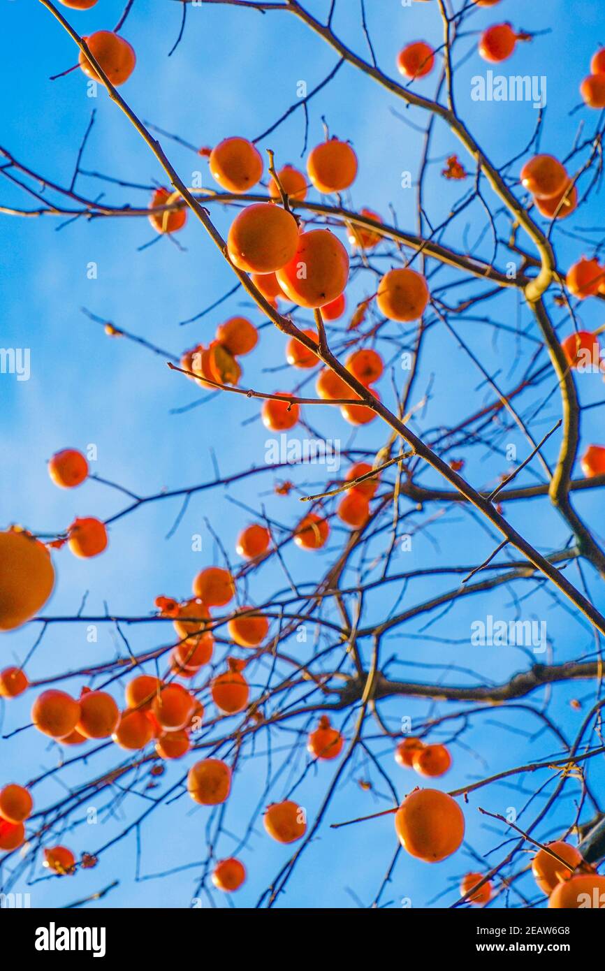 Persimmon flower hi-res stock photography and images - Alamy