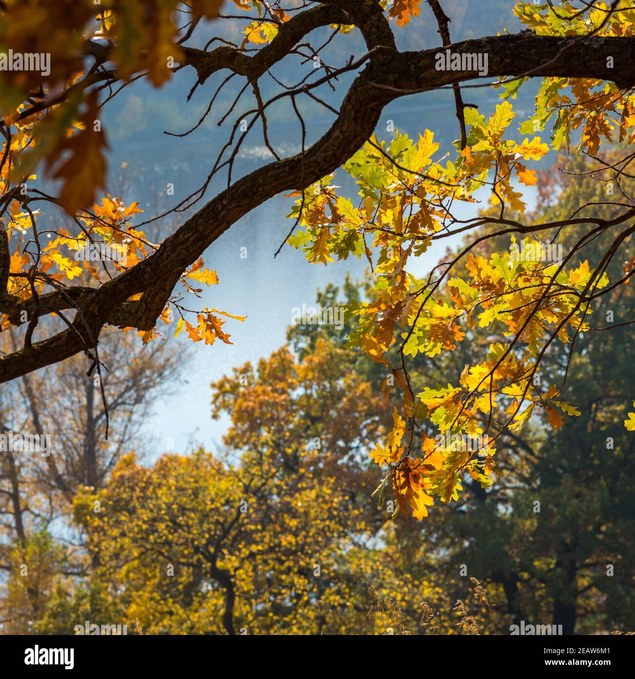 Beautiful autumn oak branches hi-res stock photography and images - Alamy
