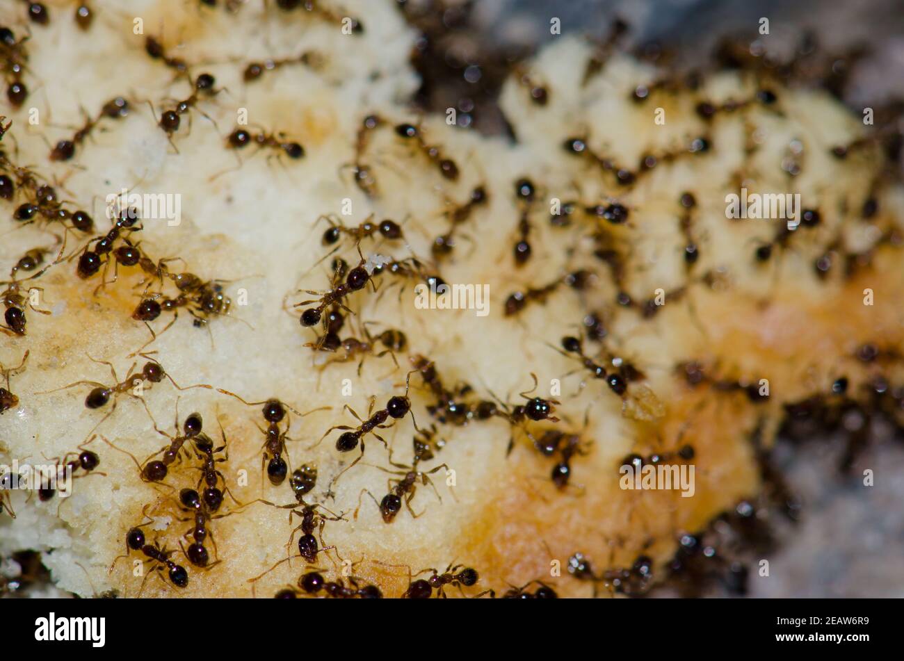 Invasive arthropods insects hi-res stock photography and images - Alamy