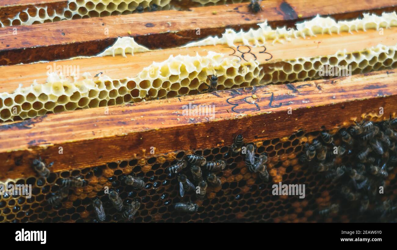 Bee numbers hi-res stock photography and images - Alamy