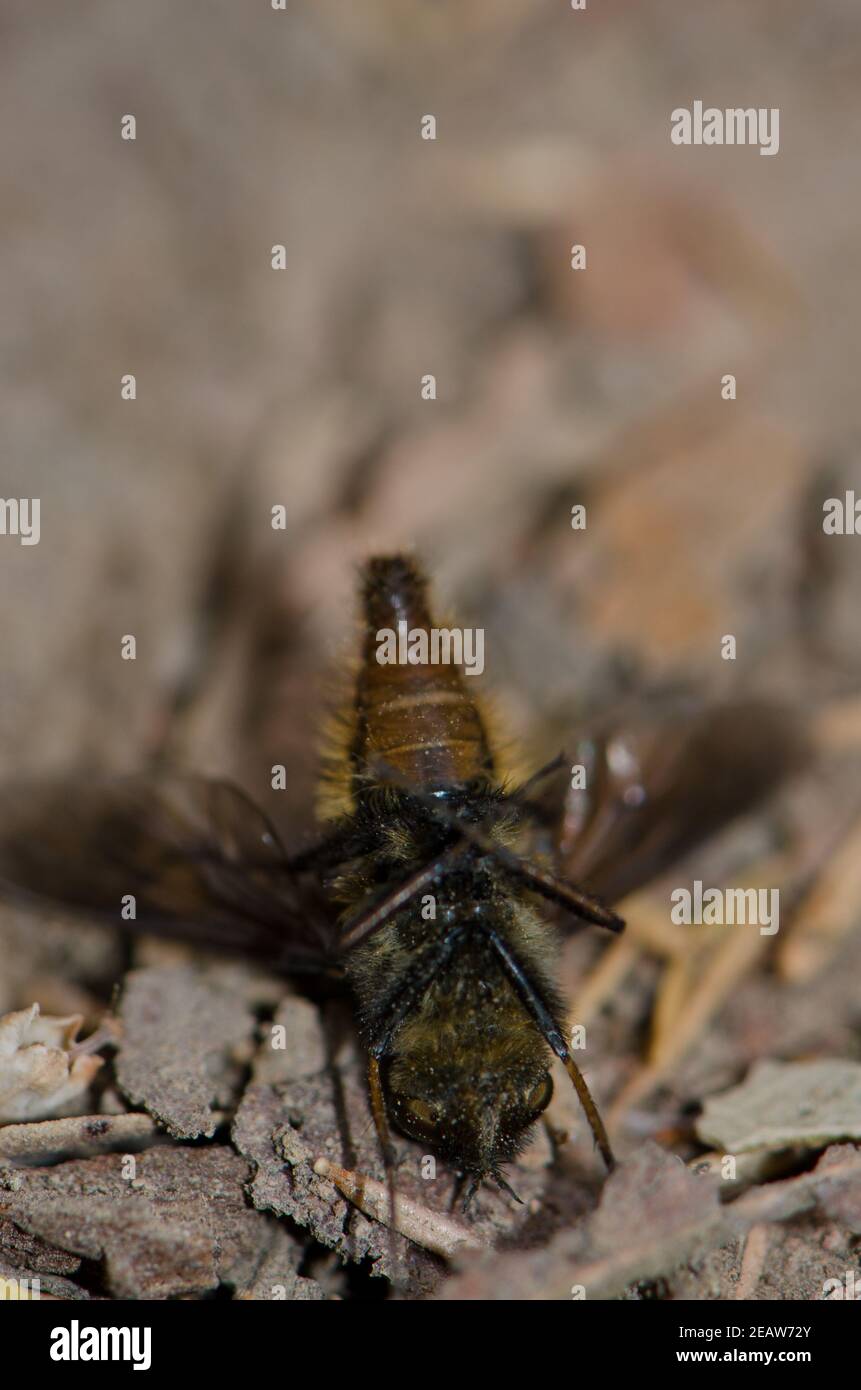 Fly feigning death on the forest floor Stock Photo - Alamy