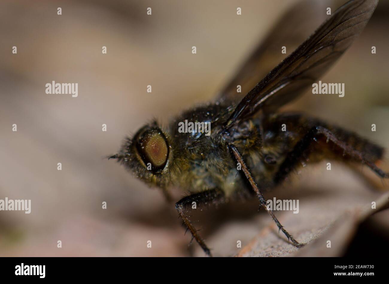 Macro photography of forest floor insects hi-res stock photography and ...