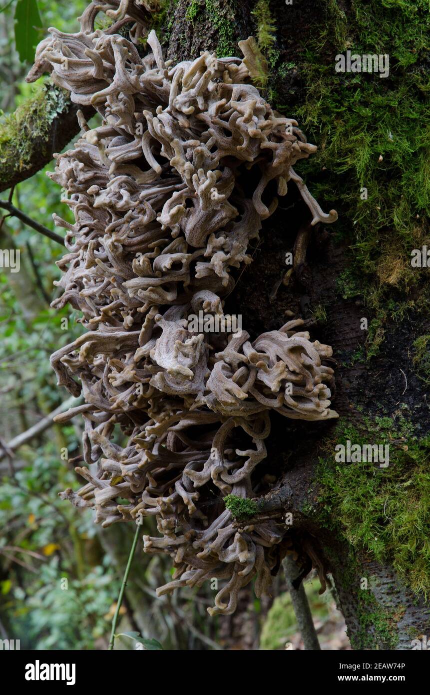 Galls due to the parasite fungus Laurobasidium lauri Stock Photo - Alamy