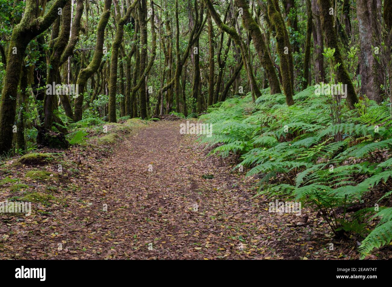 Hiking trail in the Garajonay National Park Stock Photo - Alamy