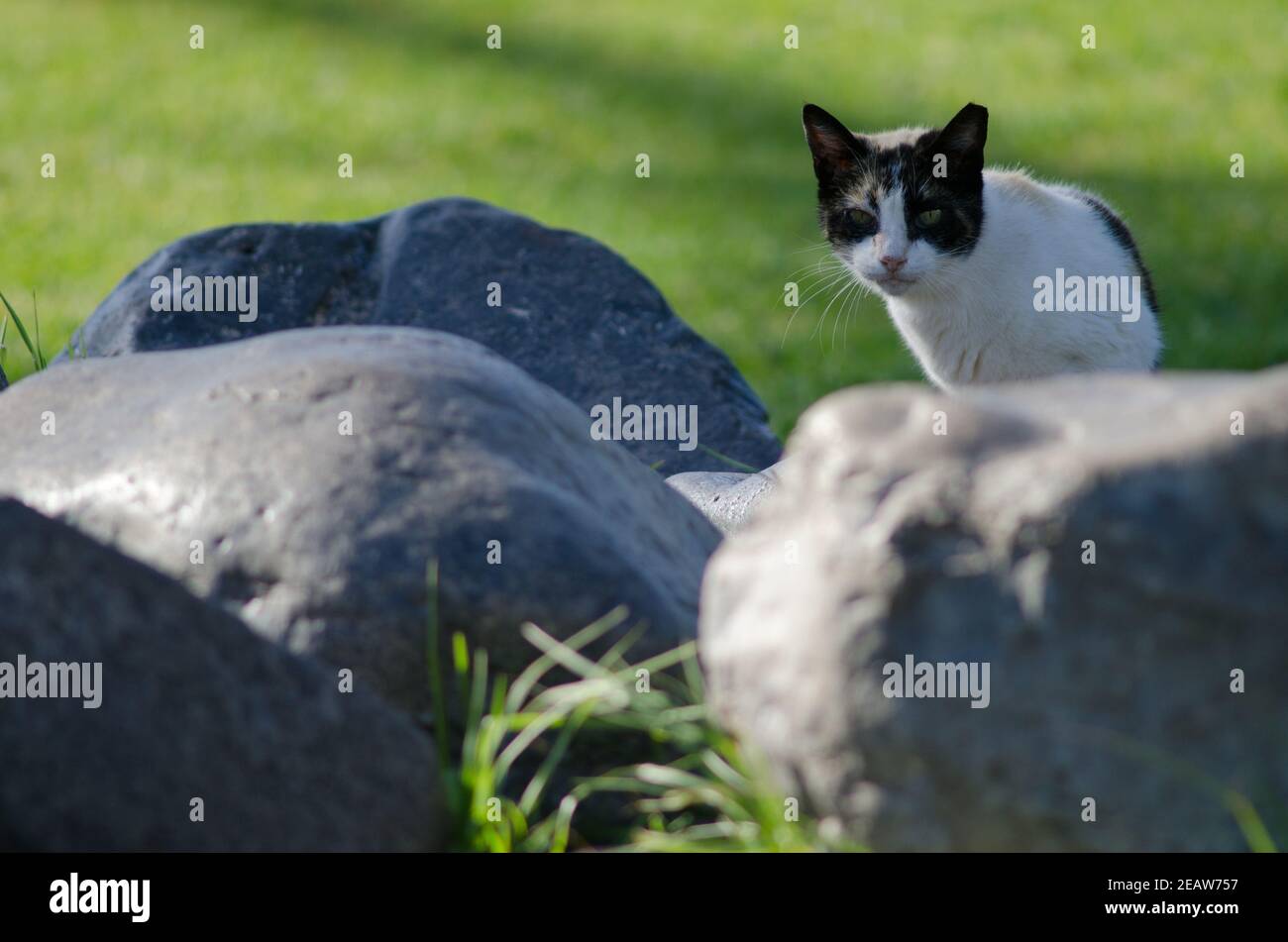 Cat rocks hi-res stock photography and images - Alamy