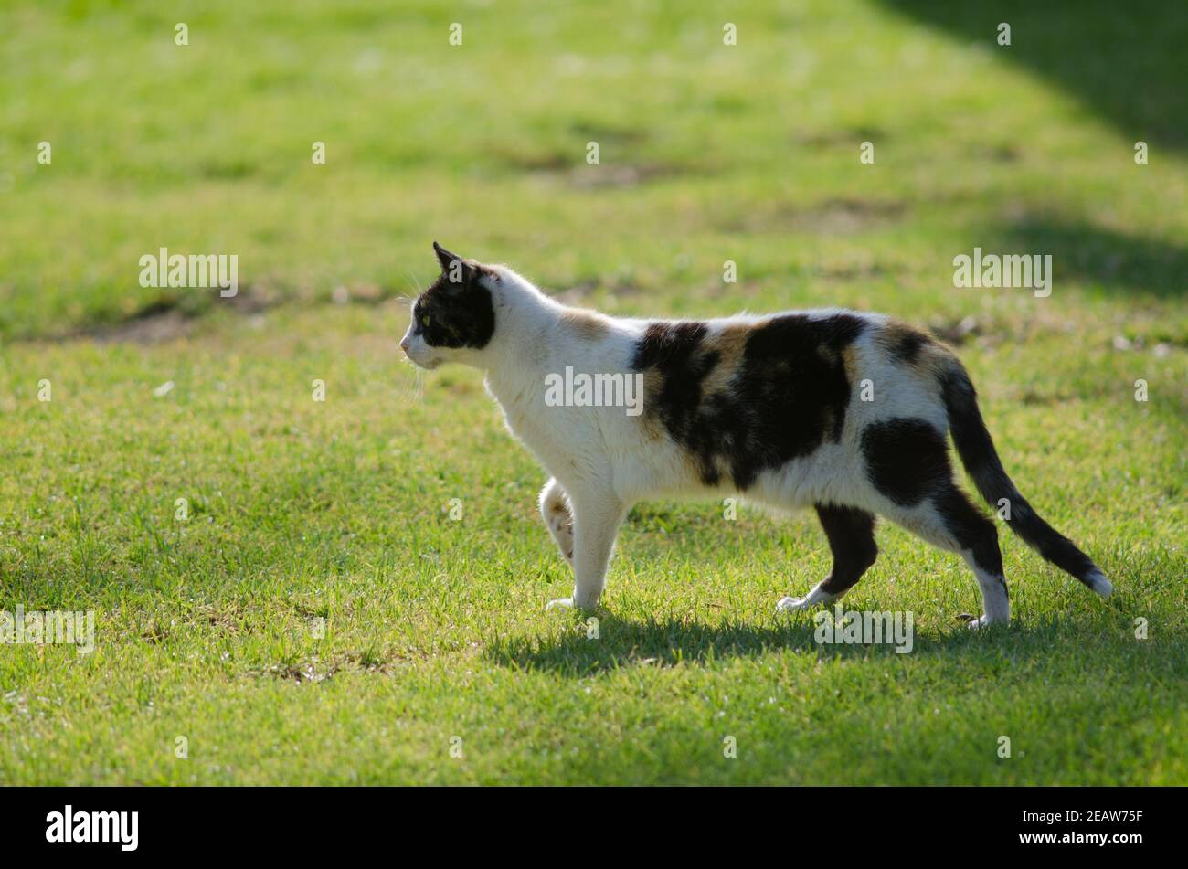 Cat stalking on the grass of a garden Stock Photo - Alamy