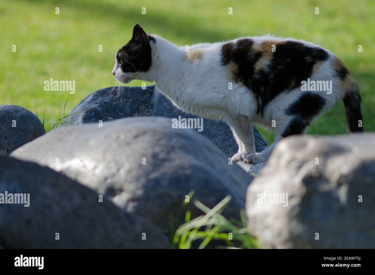 Cat among the rocks of a garden Stock Photo - Alamy