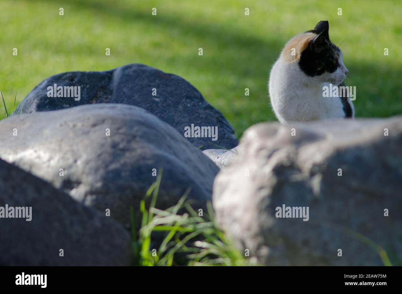 Cat rocks hi-res stock photography and images - Alamy